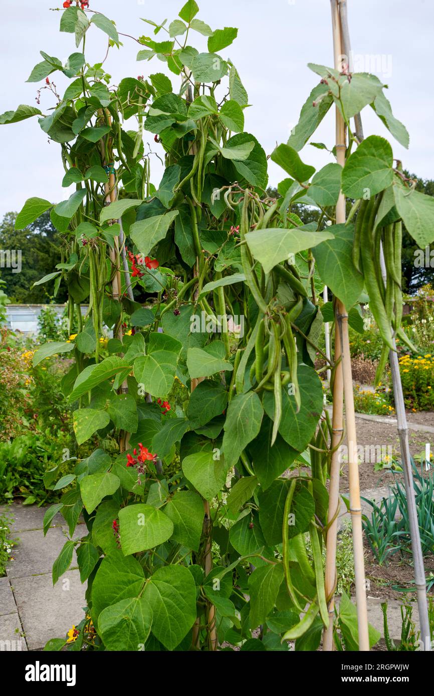 Runner Beans (Phaseolus coccineus) Runner beans, a self-pollinating ...