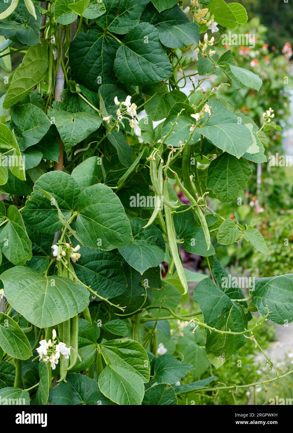 Runner Beans (Phaseolus coccineus) Runner beans, a self-pollinating ...