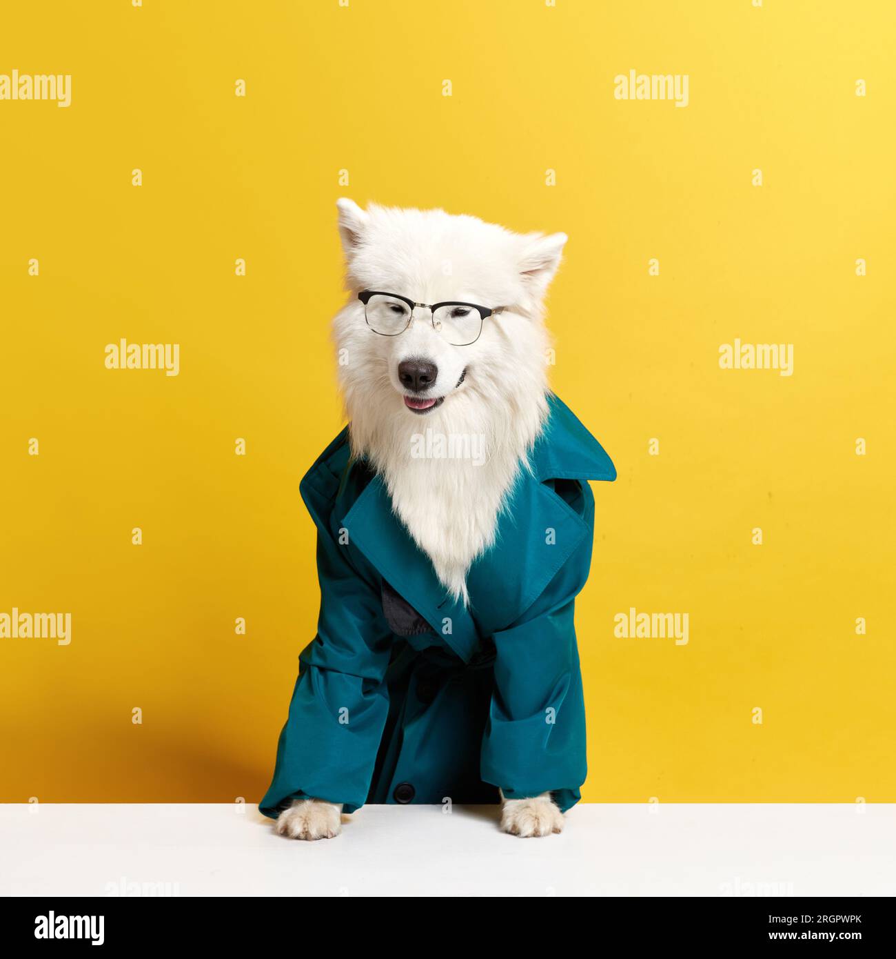 Beautiful, purebred Samoyed dog in glasses and green coat against ...