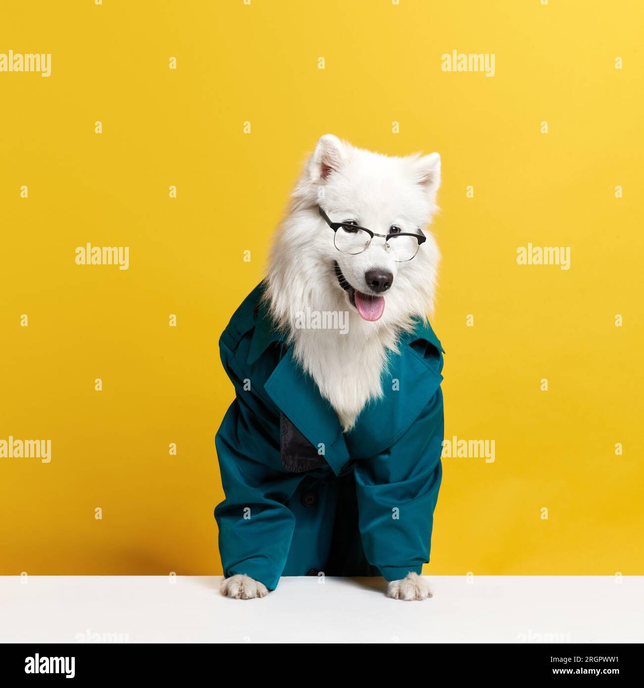 Beautiful, purebred Samoyed dog in glasses and green coat against ...