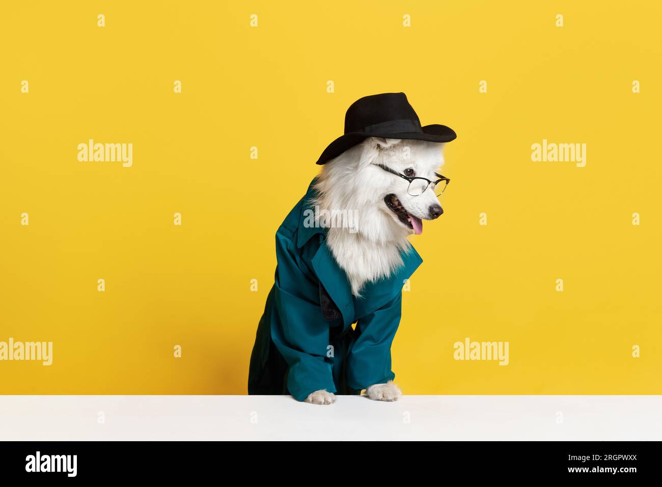 Beautiful, purebred Samoyed dog in glasses, hat and green coat against ...