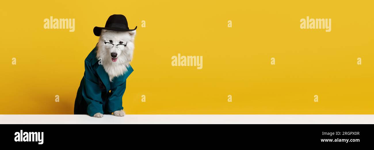 Beautiful, purebred Samoyed dog in glasses, hat and green coat against ...
