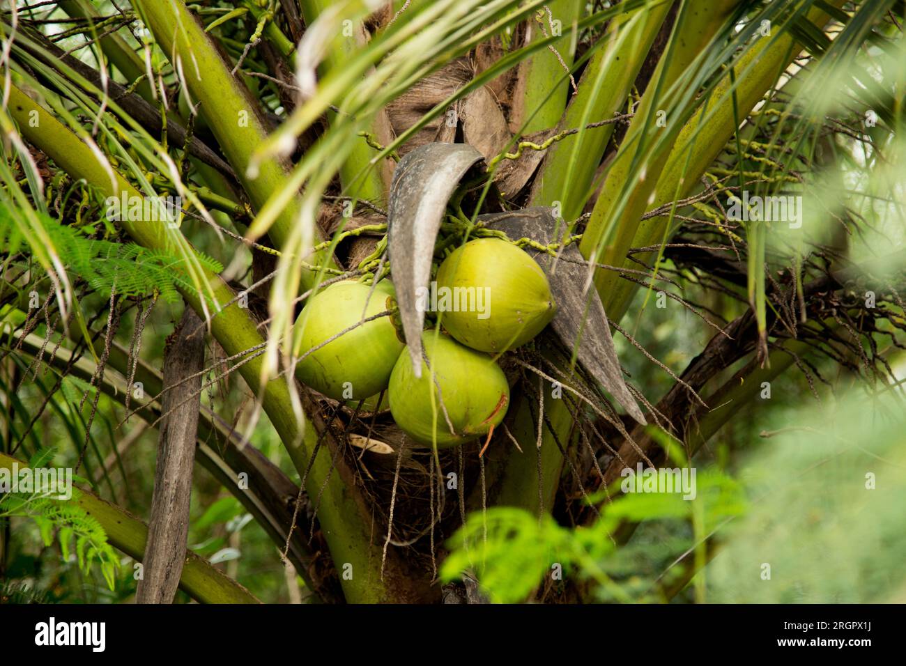 Coconut tree farm hi-res stock photography and images - Alamy