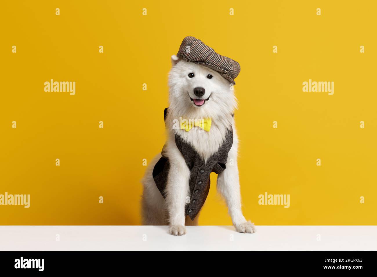 Adorable, cute, purebred Samoyed dog in waistcoat posing against yellow ...