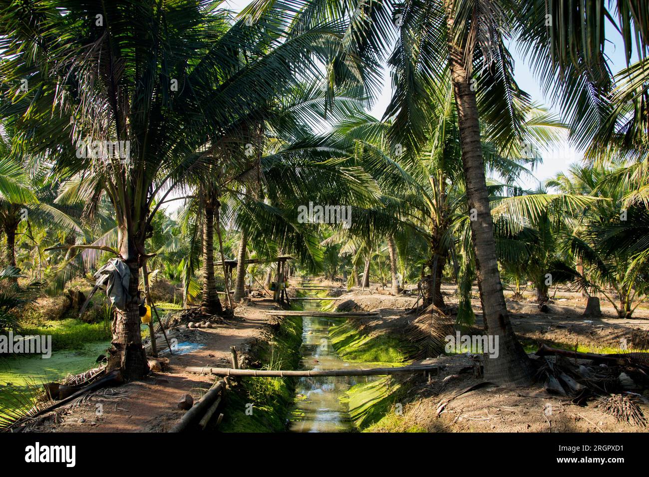 Organic coconut plantations in the Samut Songkram area of Thailand ...