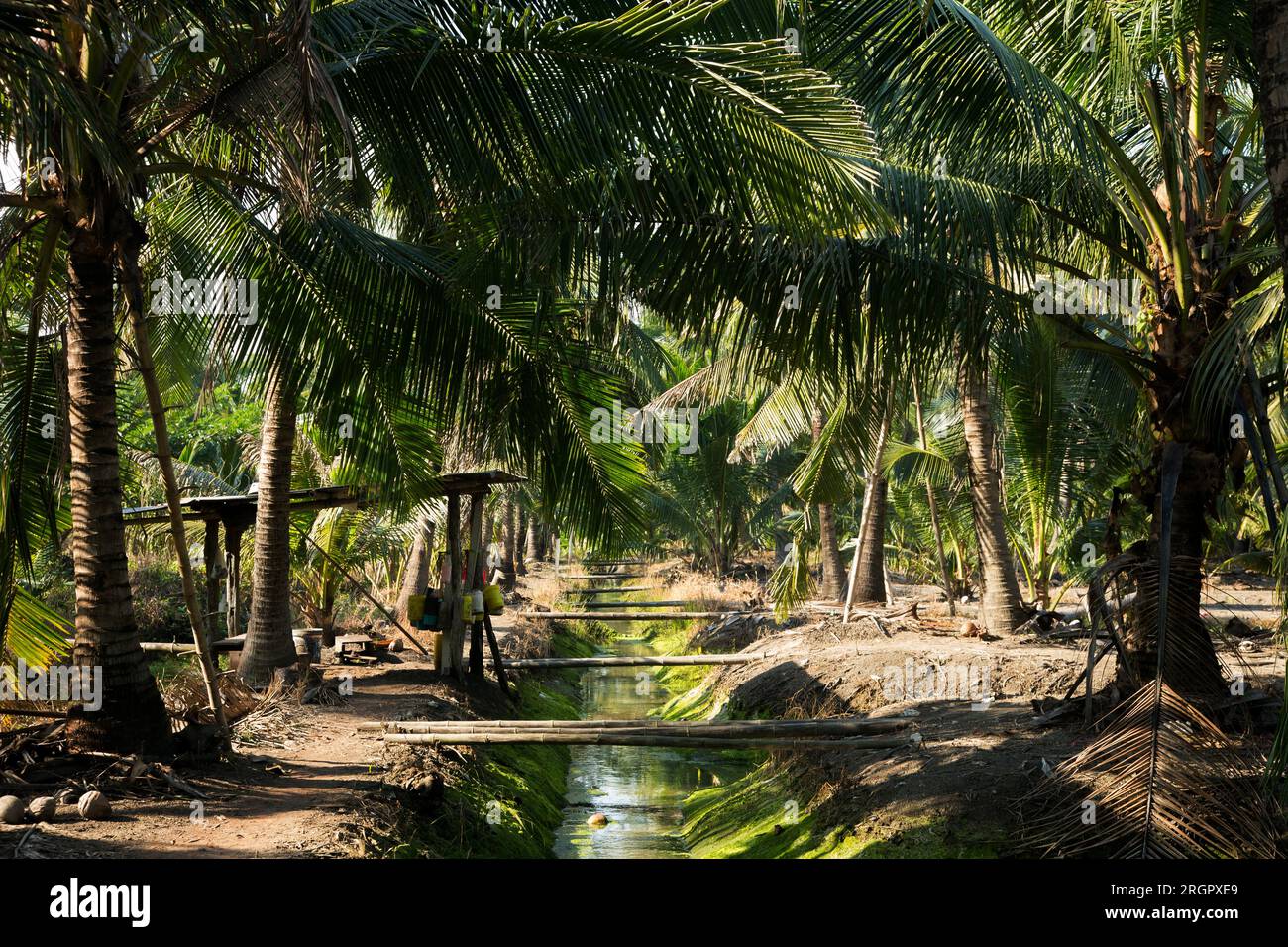 Organic coconut plantations in the Samut Songkram area of Thailand ...