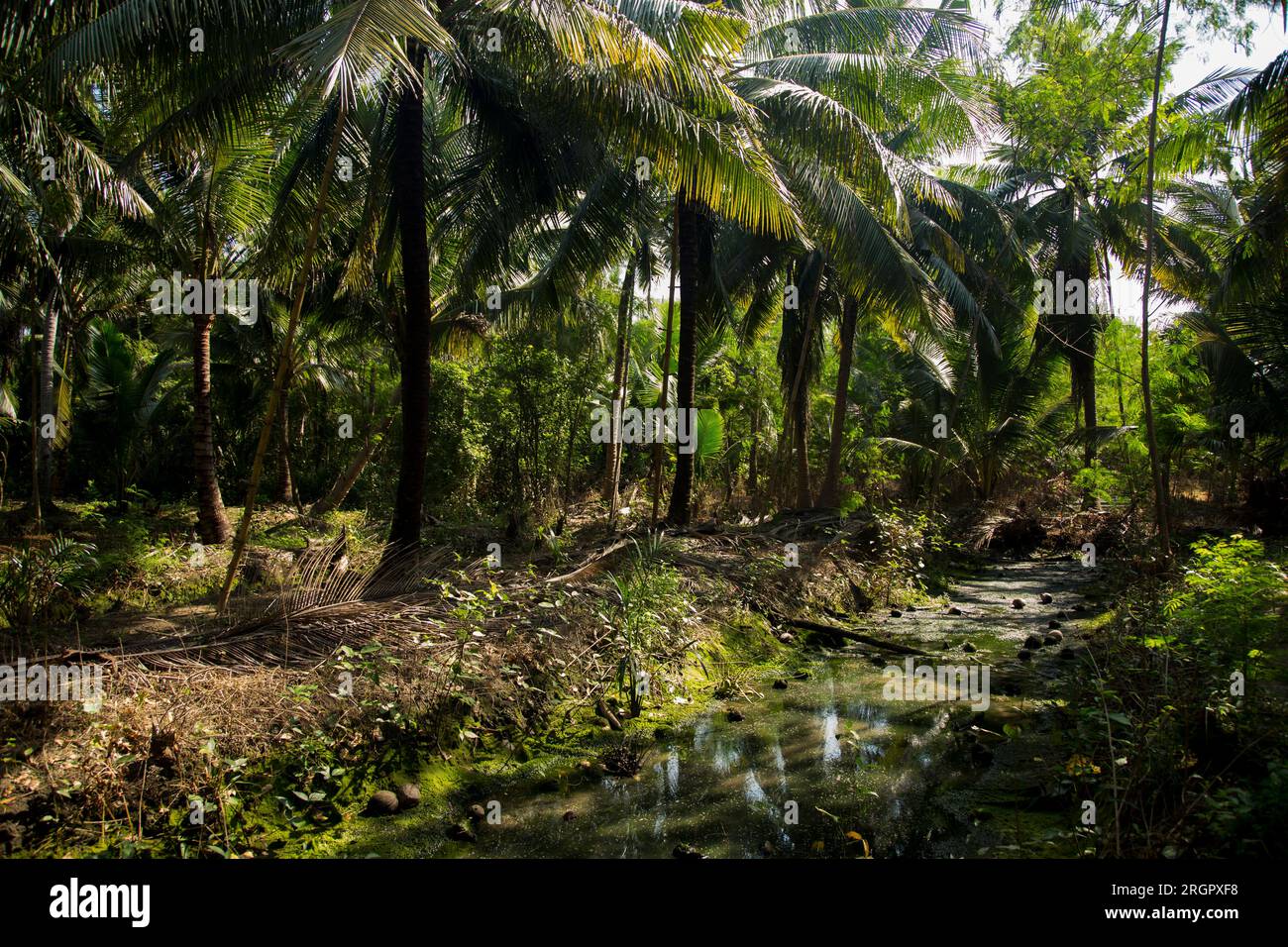 Organic coconut plantations in the Samut Songkram area of Thailand ...