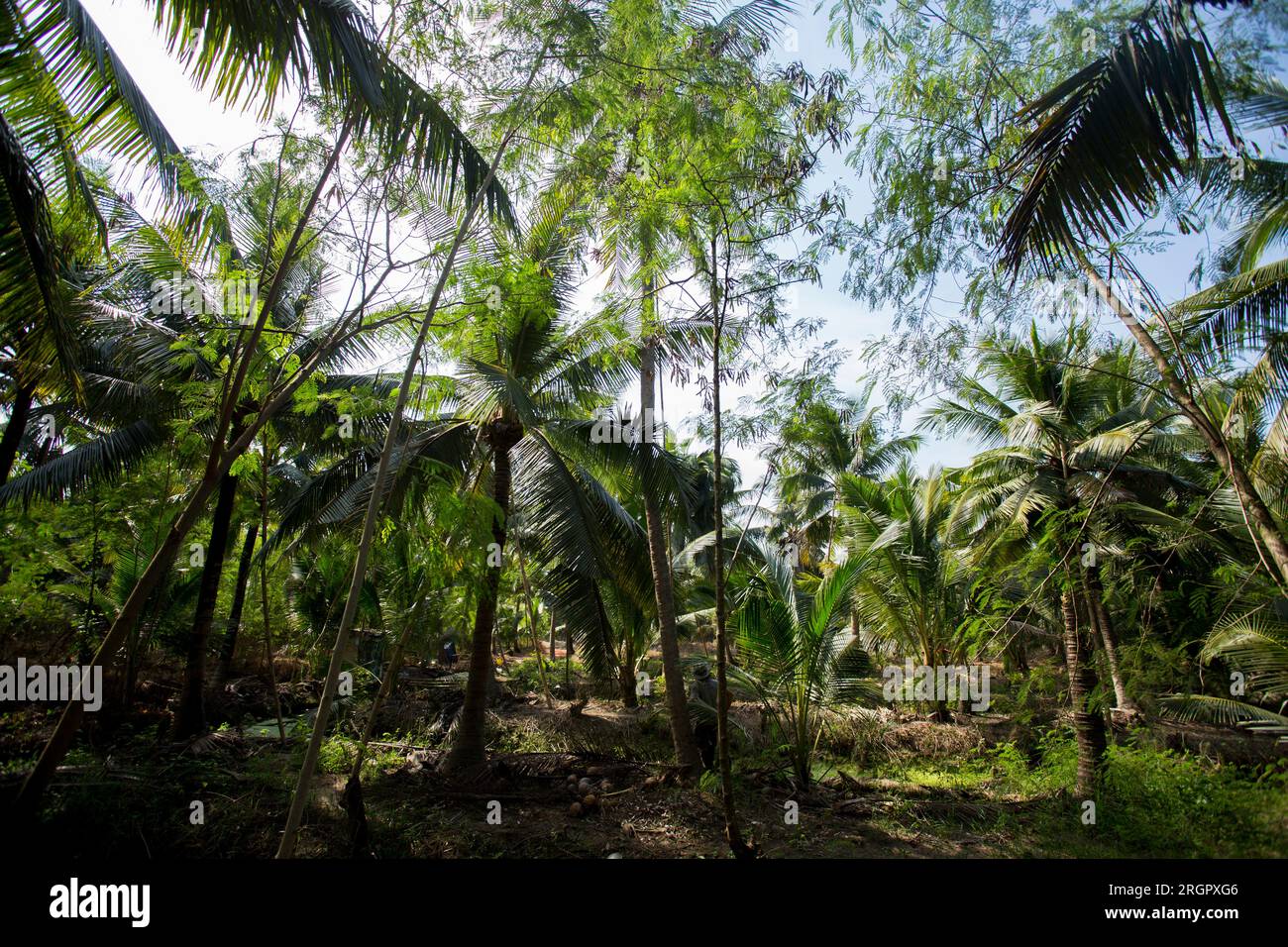 Organic coconut plantations in the Samut Songkram area of Thailand ...