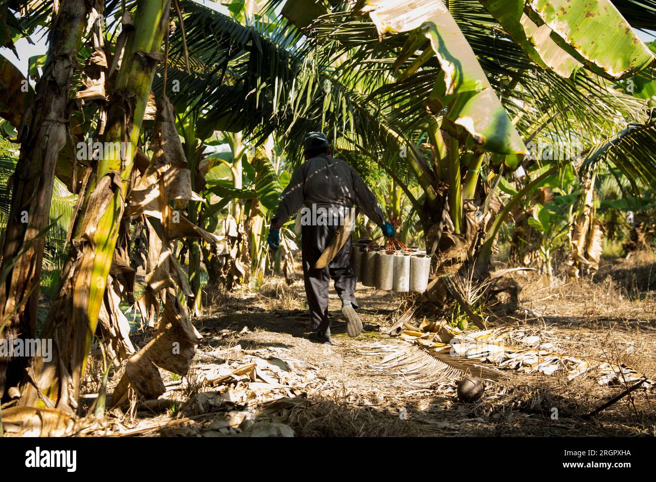 Coconut sap is collected from the coconut palm by a tapper. It's a ...