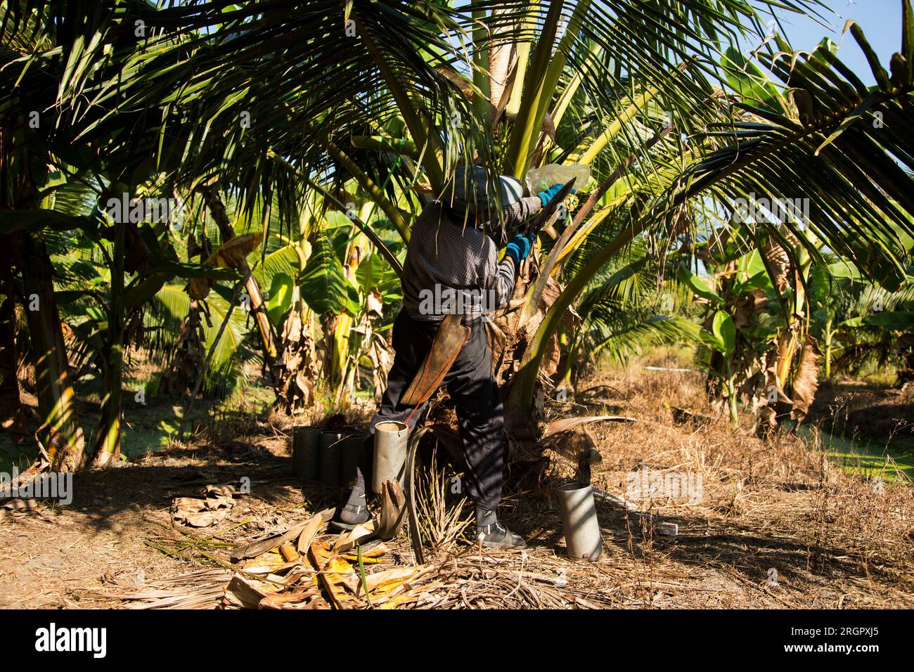 Coconut sap is collected from the coconut palm by a tapper. It's a ...