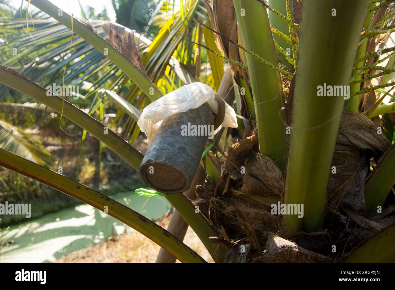 Coconut sap is collected from the coconut palm by a tapper. It's a ...