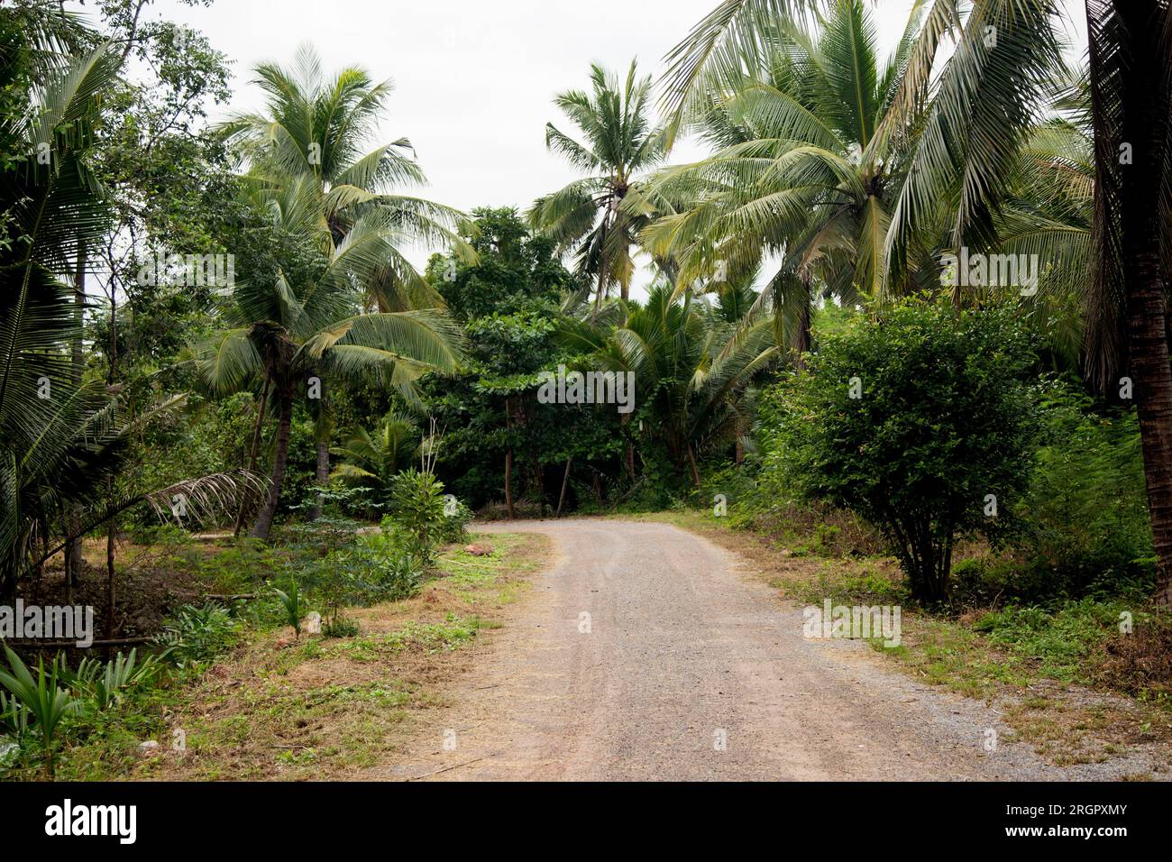 Organic coconut plantations in the Samut Songkram area of Thailand ...