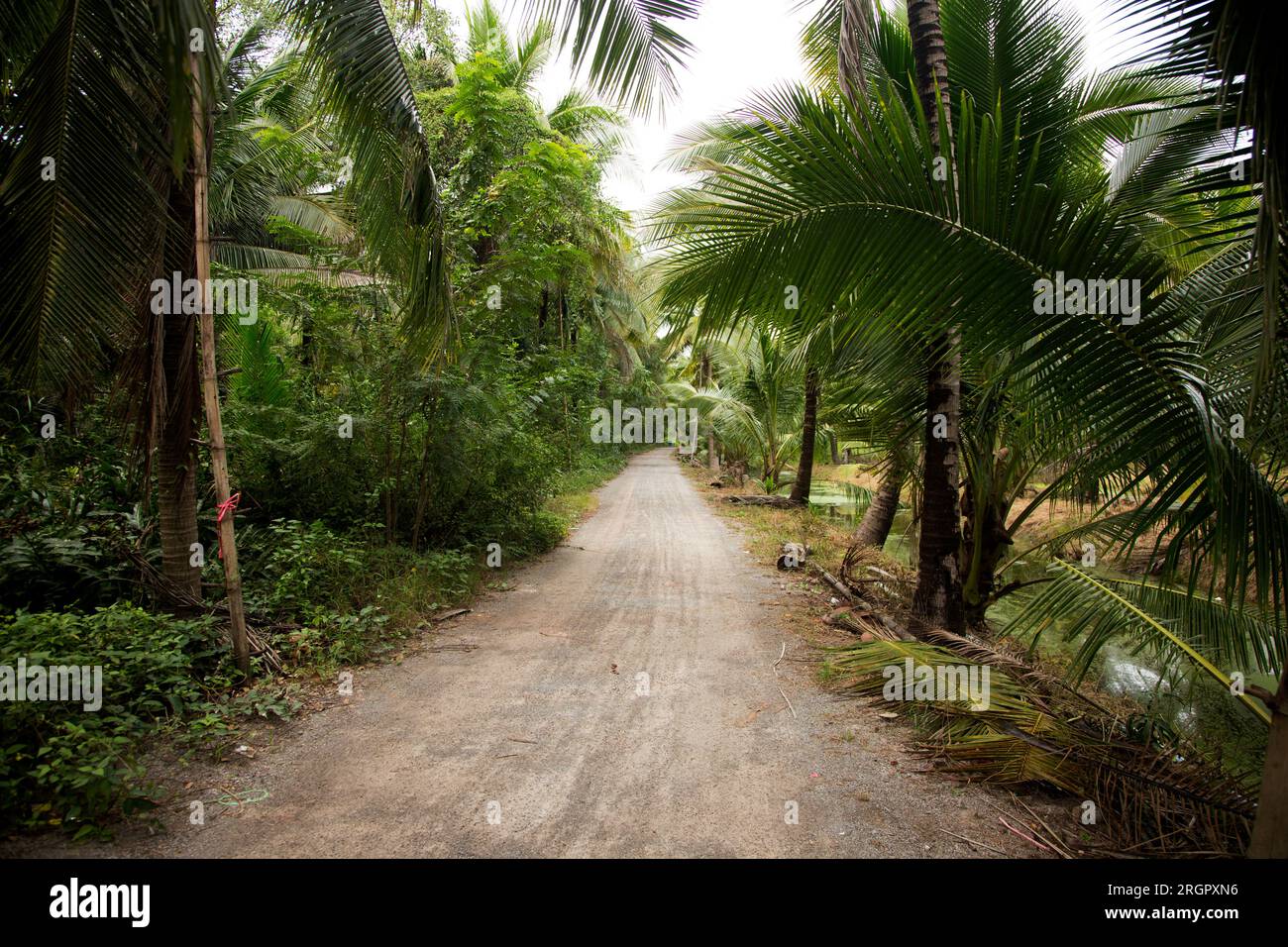 Organic coconut plantations in the Samut Songkram area of Thailand ...