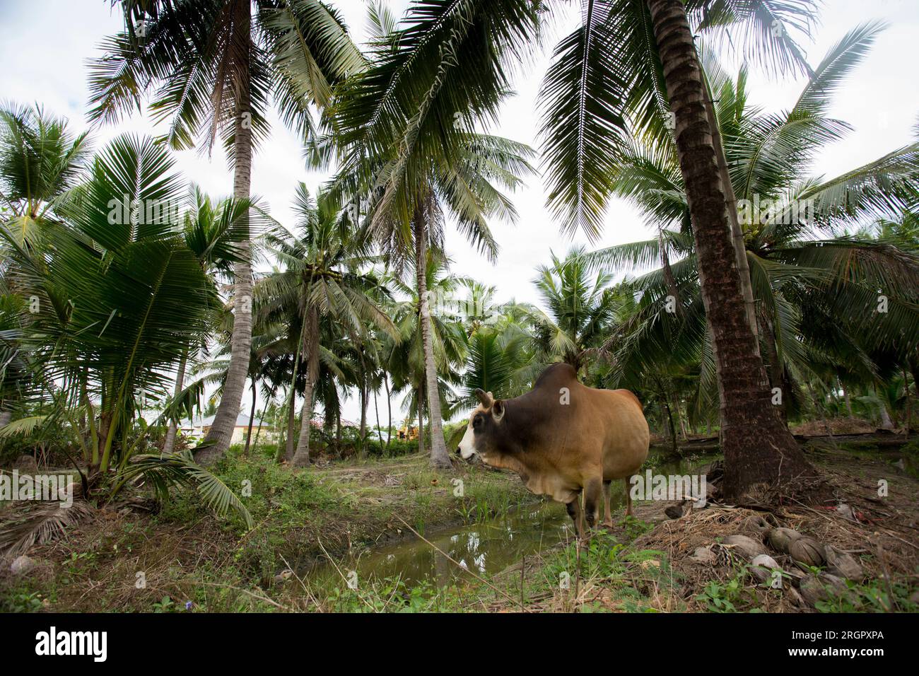 Animal in an Organic coconut plantations in the Samut Songkram area of ...