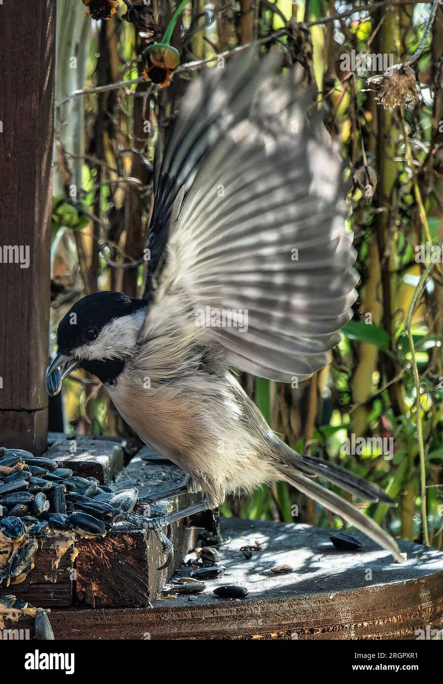 Wings extended hi-res stock photography and images - Alamy