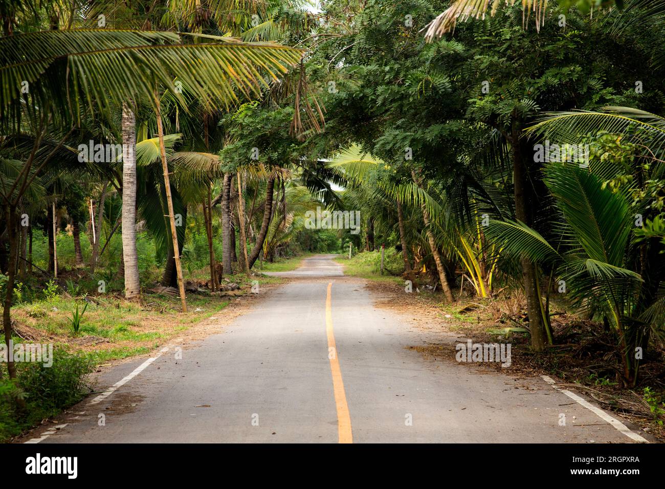 Organic coconut plantations in the Samut Songkram area of Thailand ...