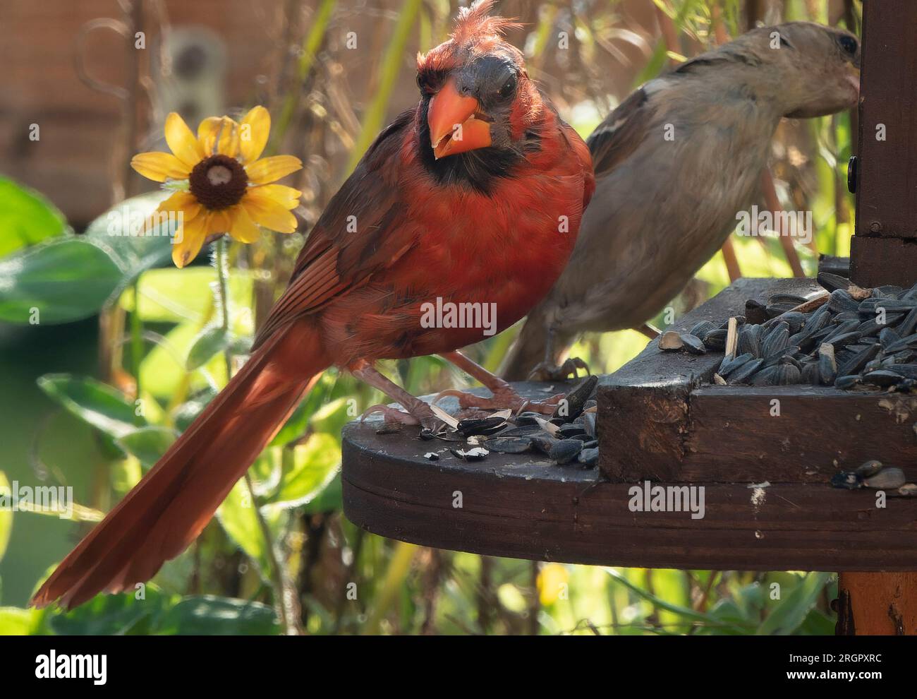 A Northern Cardinal on the backyard deck Stock Photo - Alamy