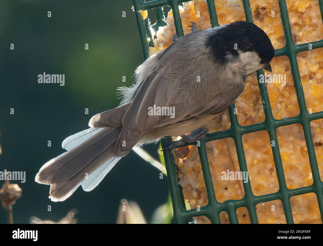 Wings extended hi-res stock photography and images - Alamy