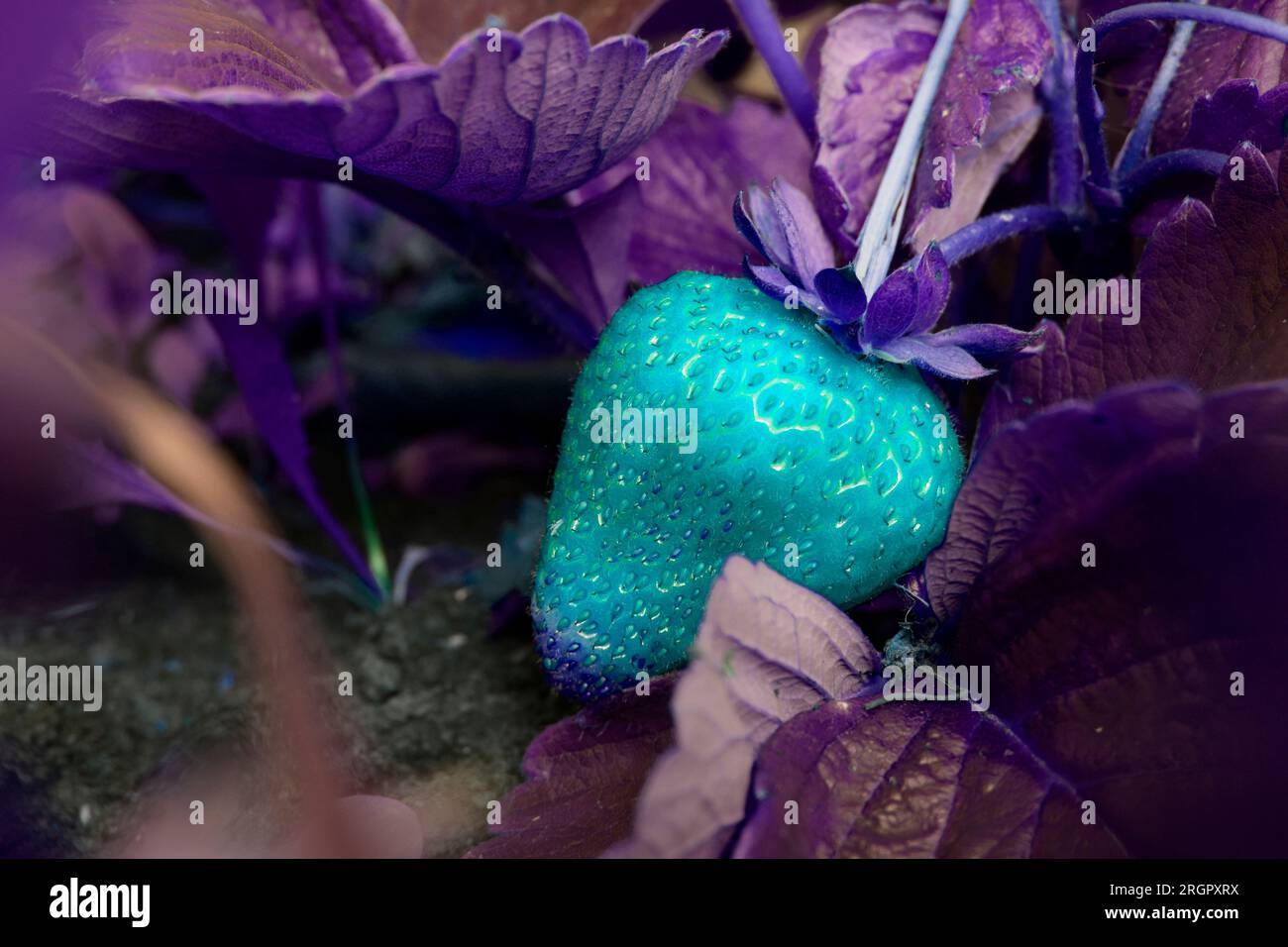 Abstract photo of blue strawberries in poisonous tones Stock Photo - Alamy