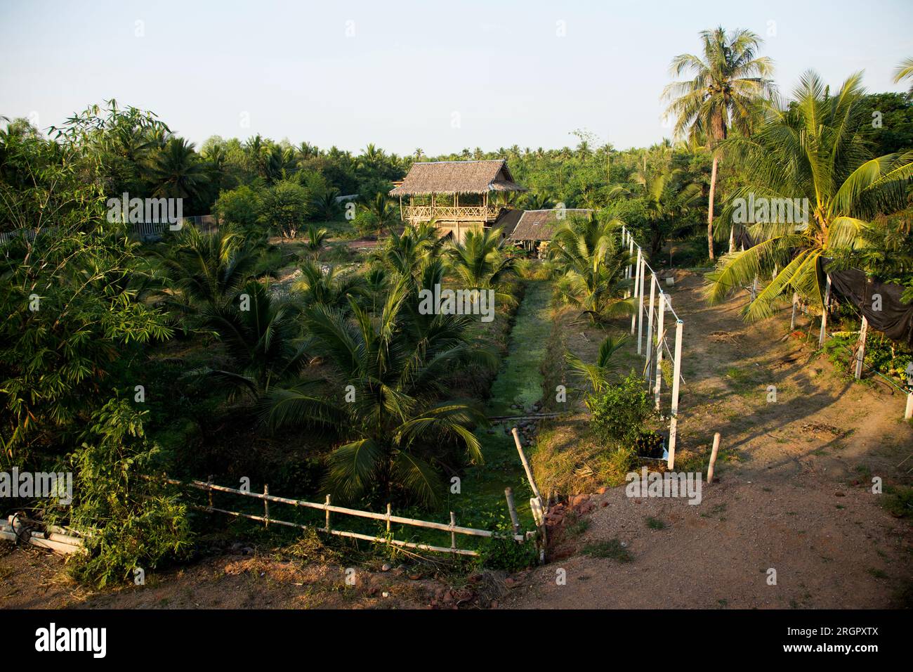 Organic coconut plantations in the Samut Songkram area of Thailand ...