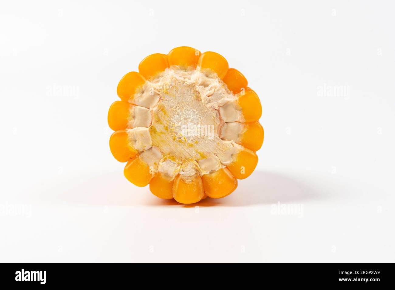 flint dry corn cob cut in half showing the inside, isolated on white ...
