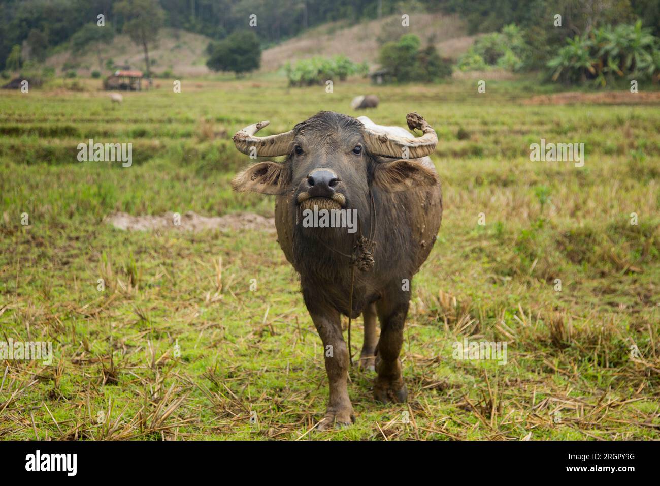 The Krabue buffalo, the Siamese buffalo, Thai water, or Thai swamp ...