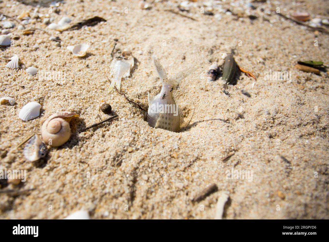 A fish stuck in a hole on the beach.A fish stuck in a hole on the beach ...