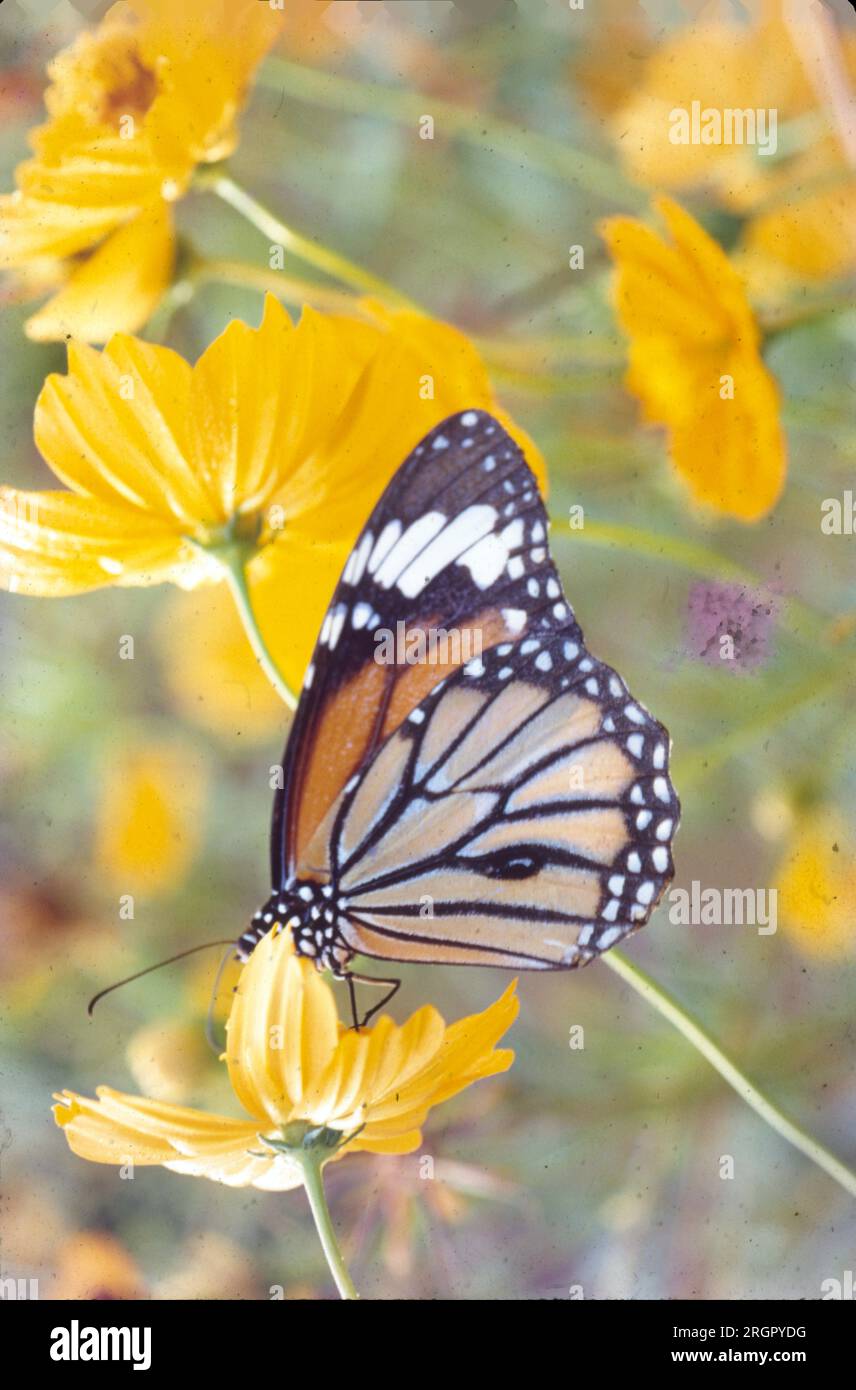Attract moths hi-res stock photography and images - Alamy