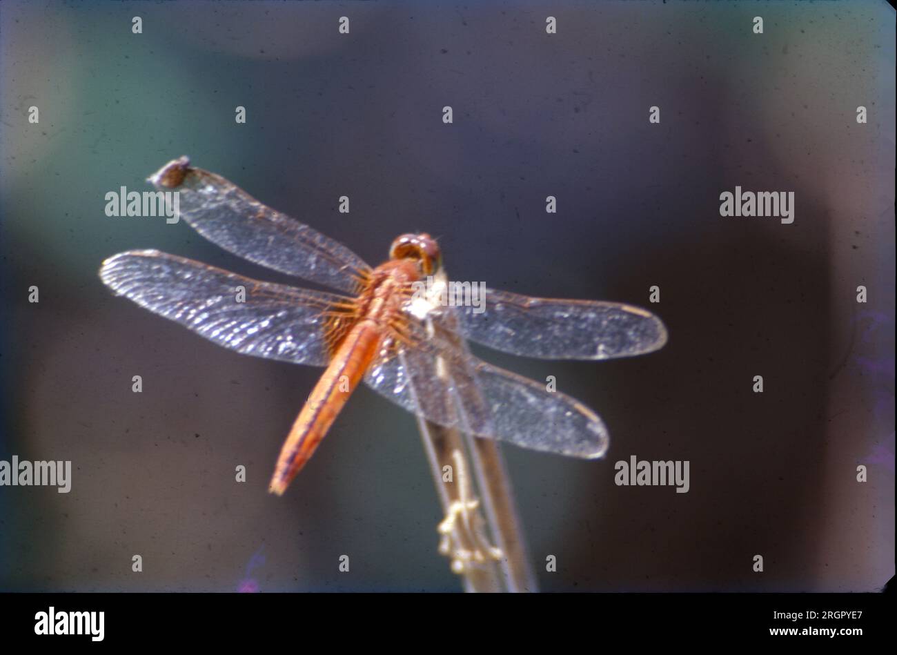 A dragonfly is a flying insect belonging to the infraorder Anisoptera ...