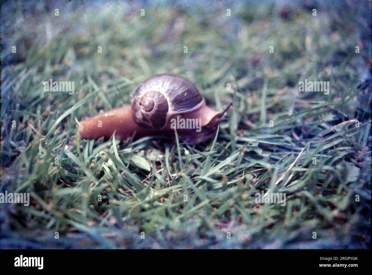 A snail is a shelled gastropod. The name is most often applied to land ...