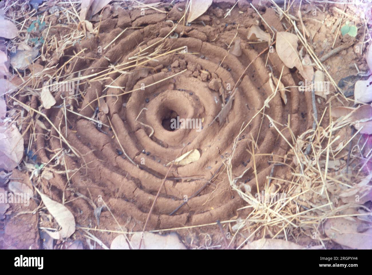 Ant facts hi-res stock photography and images - Alamy