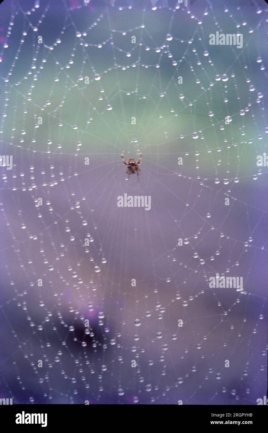 Spiders are air-breathing arthropods that have eight legs, chelicerae ...