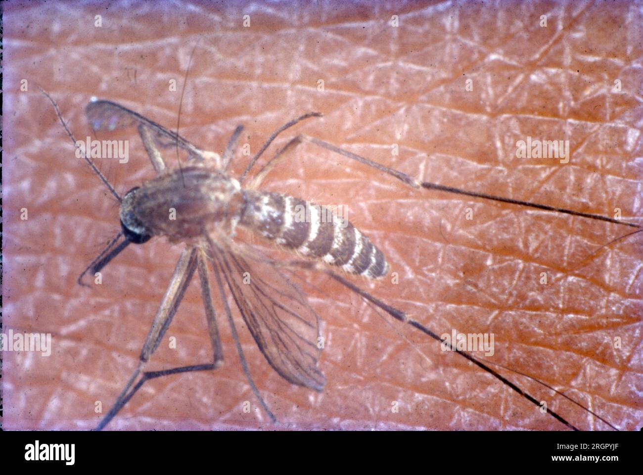 Segmented body hi-res stock photography and images - Alamy