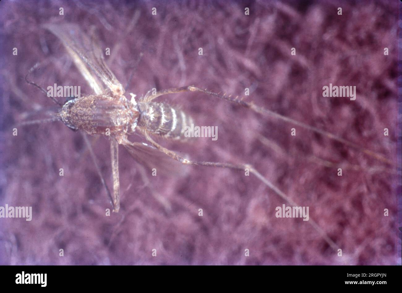 Slender segmented body hi-res stock photography and images - Alamy