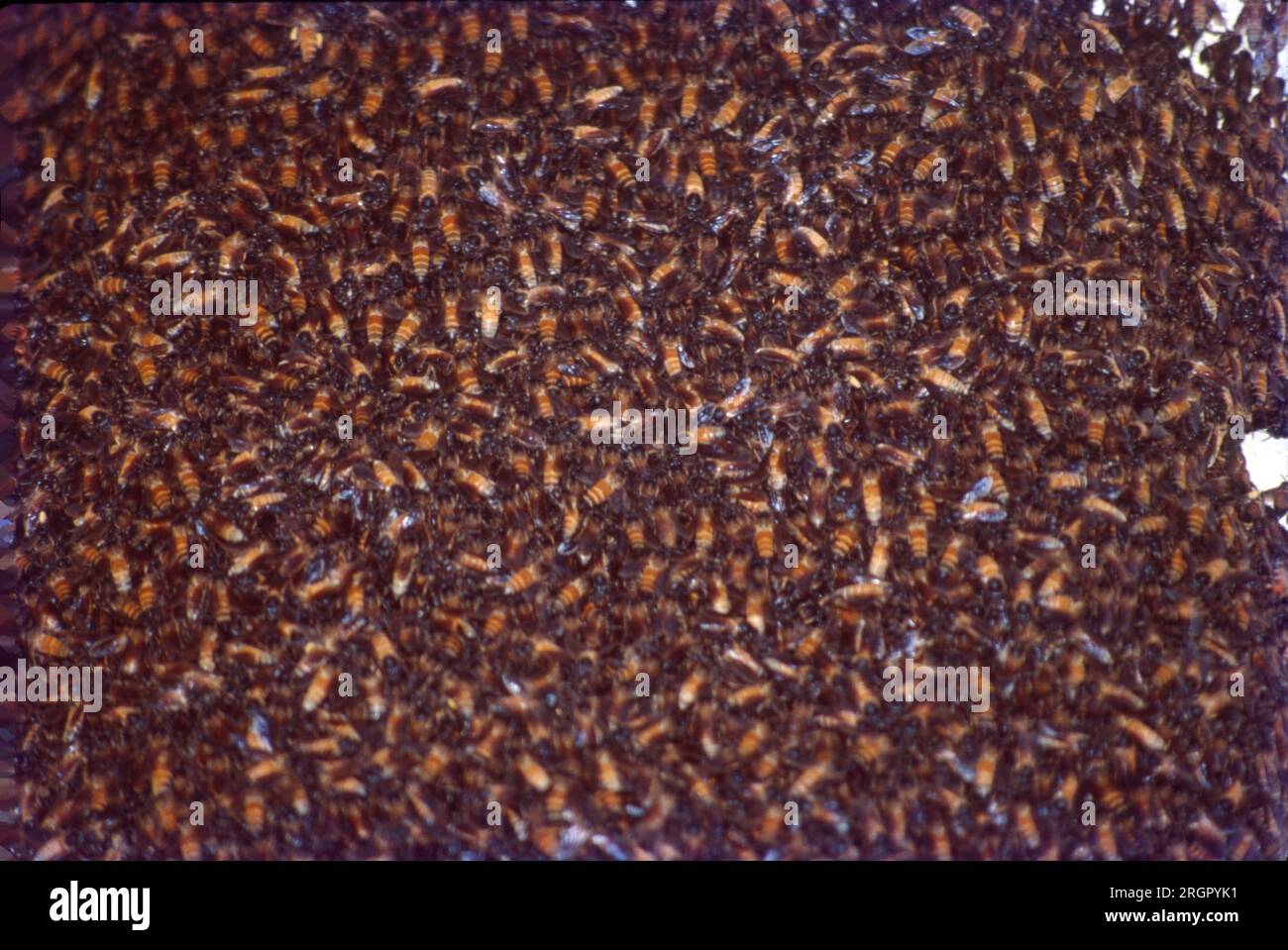 Hony comb hi-res stock photography and images - Alamy