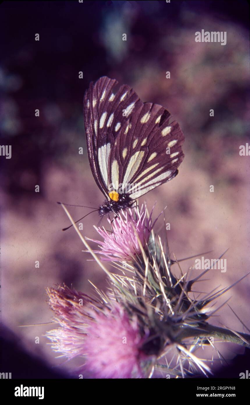 A butterfly is a flying insect with a small body and large, often ...