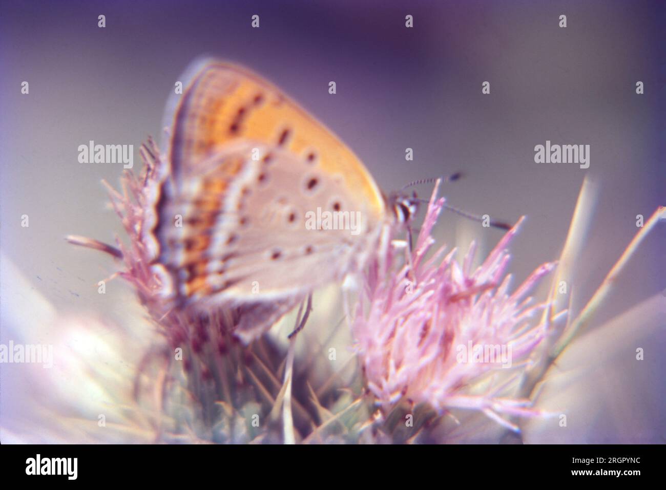 A butterfly is a flying insect with a small body and large, often ...