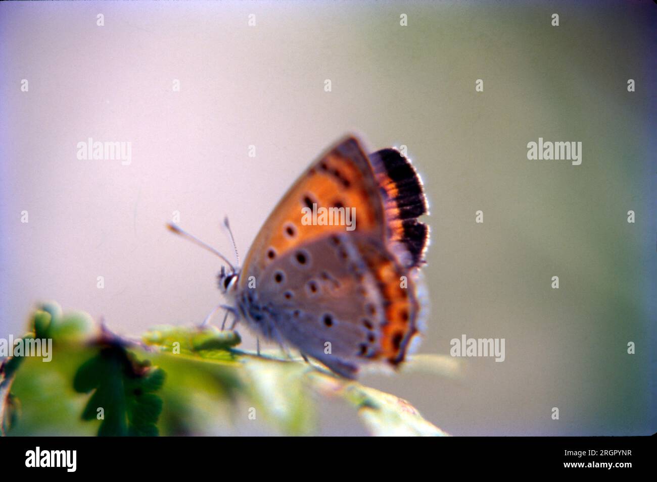A butterfly is a flying insect with a small body and large, often ...