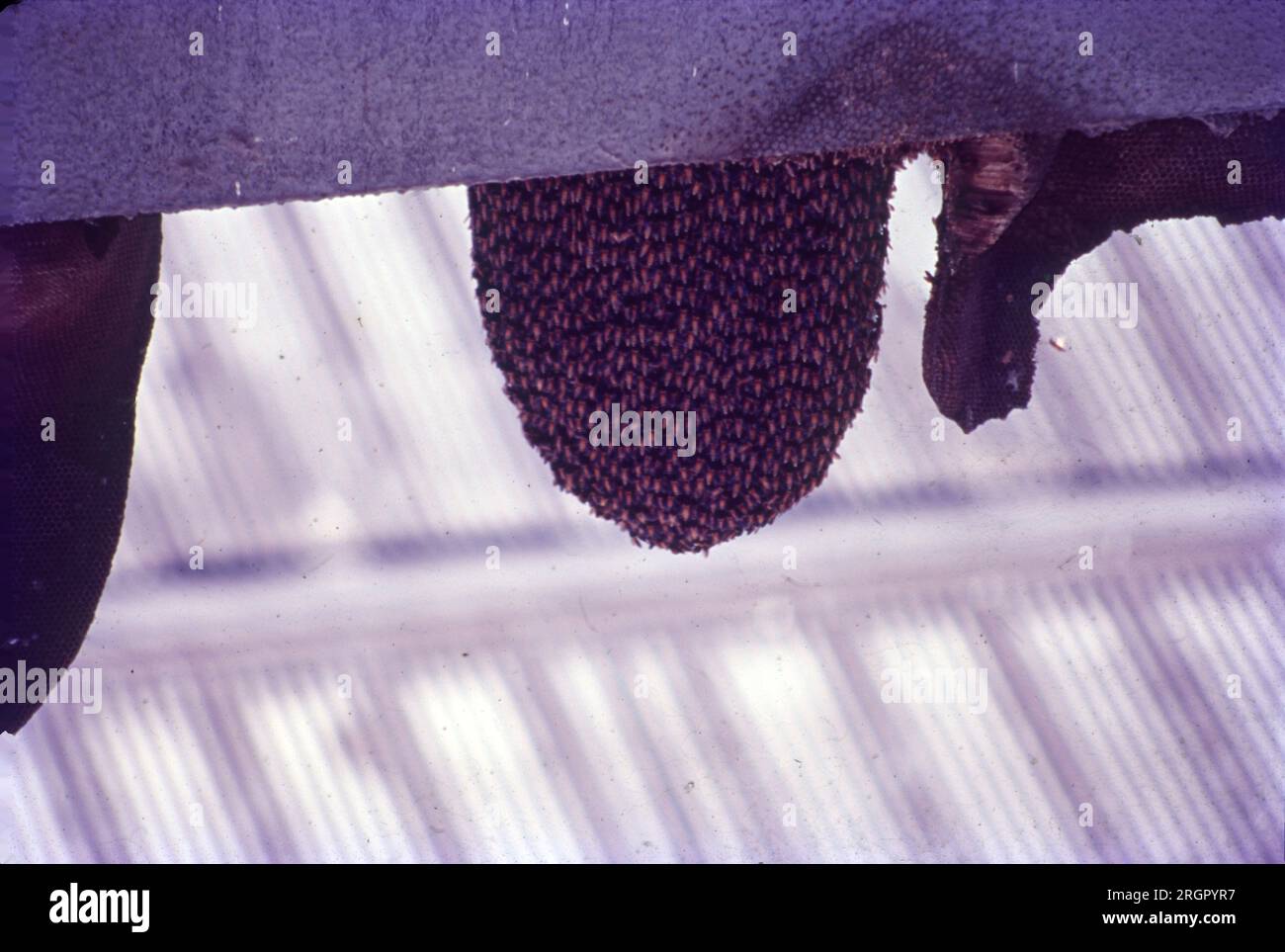 Hony comb hi-res stock photography and images - Alamy