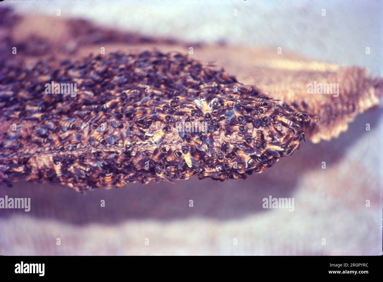 Honeybees building a nest hi-res stock photography and images - Alamy