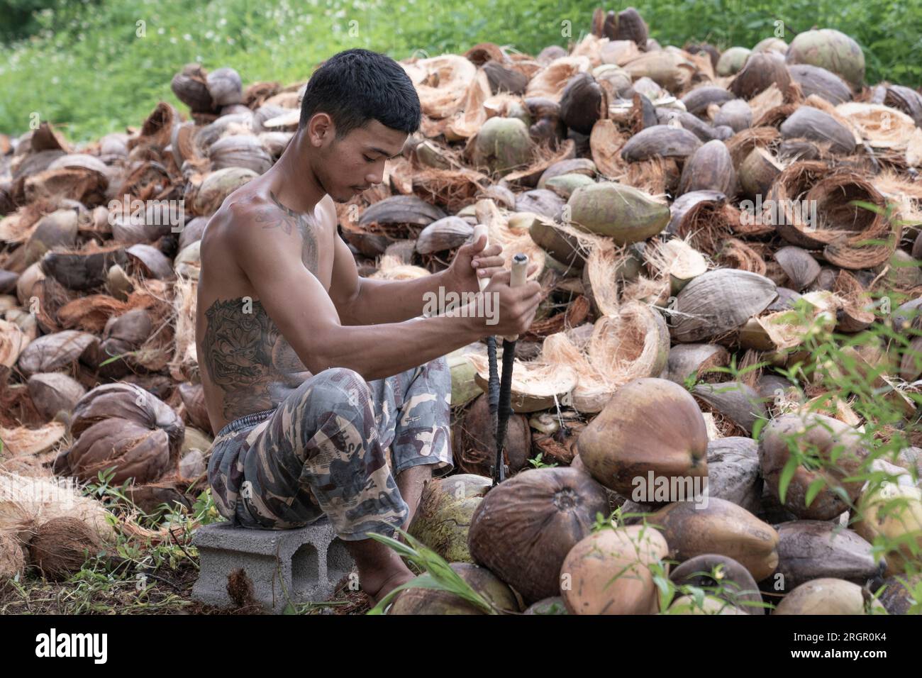 A young Thai man opens coconuts. Behind him are mountains of coconut ...