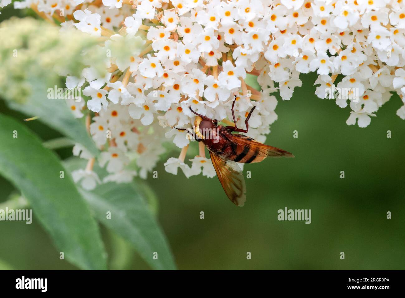 Mimics hornet hi-res stock photography and images - Alamy