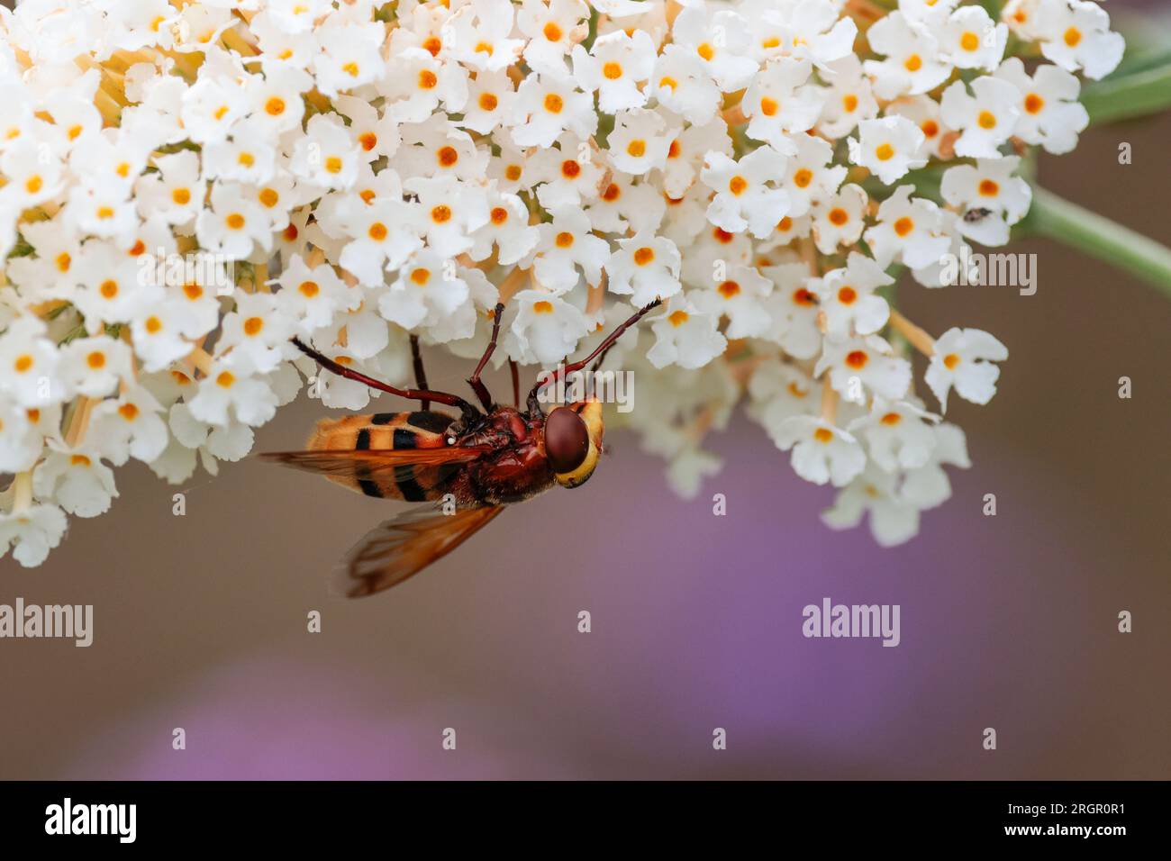 Mimics hornet hi-res stock photography and images - Alamy
