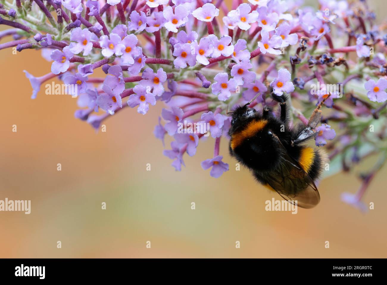 Buff tailed bumble bee Bombus terrestris, black with buff yellow bands ...
