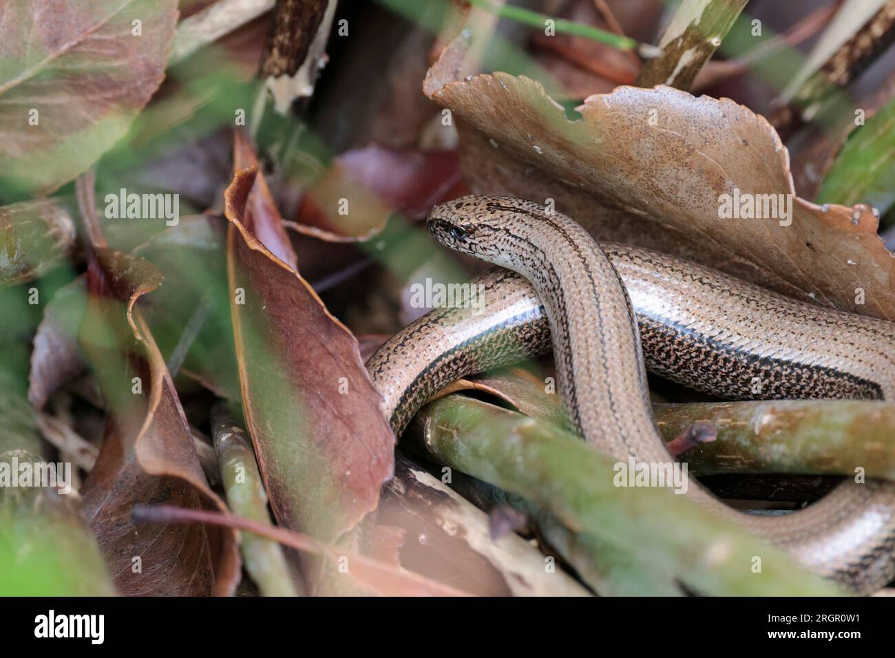 Slow worm Anguis fragilis, shiny golden buff scaly body a legless ...
