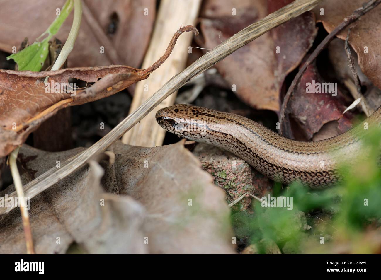 Slow worm Anguis fragilis, shiny golden buff scaly body a legless ...