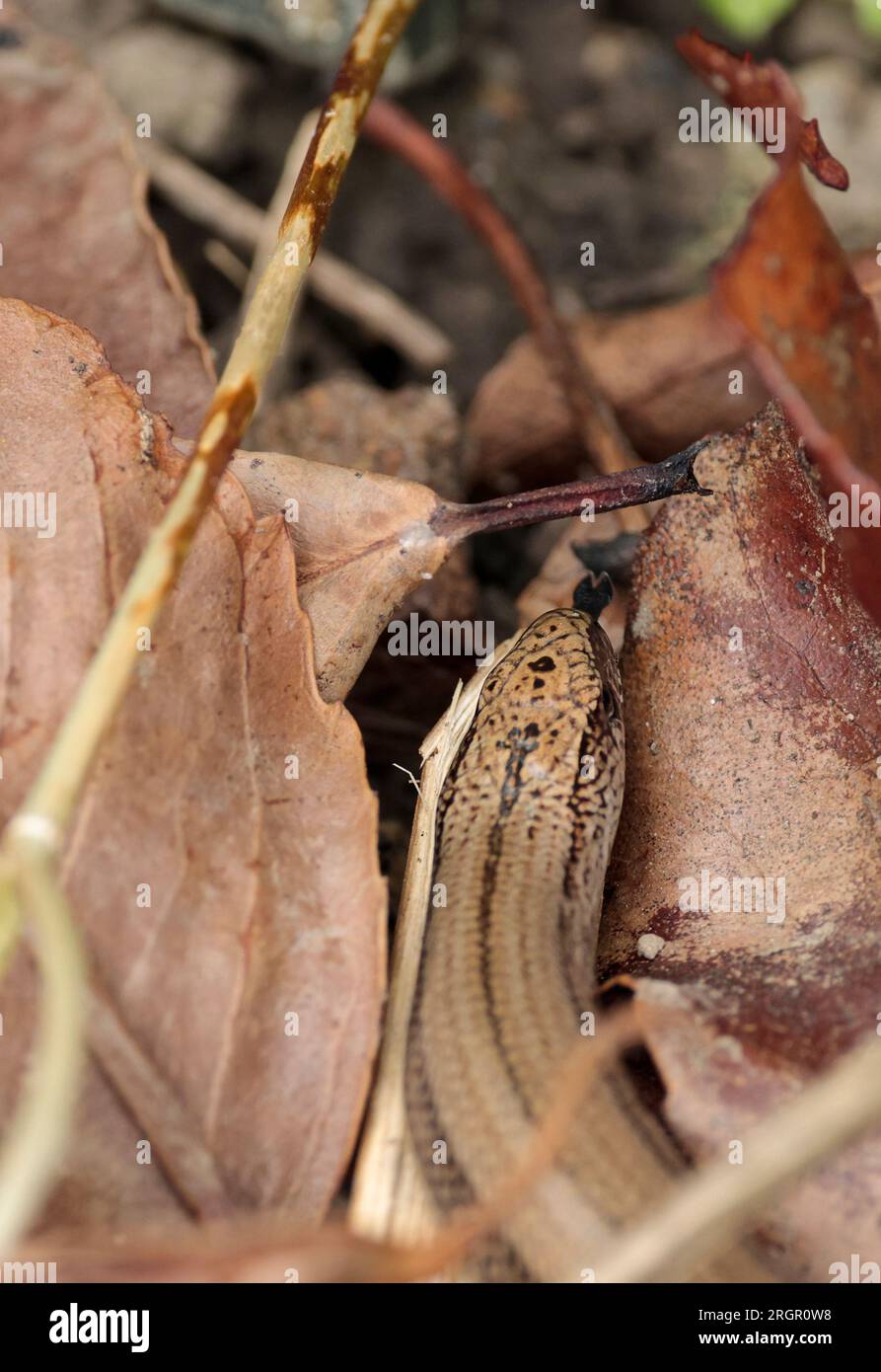Slow worm Anguis fragilis, shiny golden buff scaly body a legless ...
