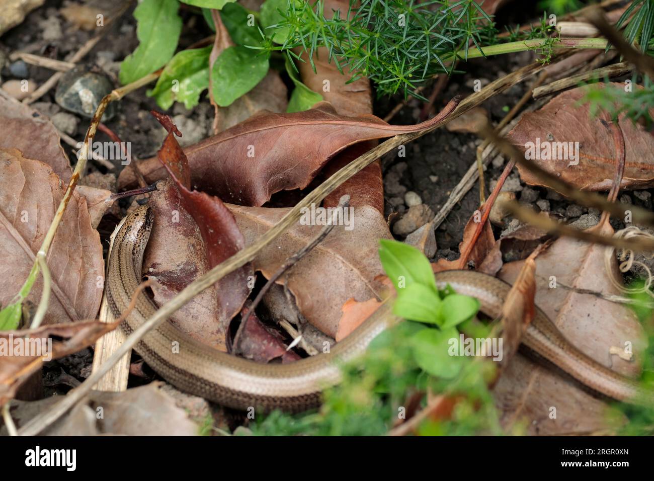 Slow worm Anguis fragilis, shiny golden buff scaly body a legless ...