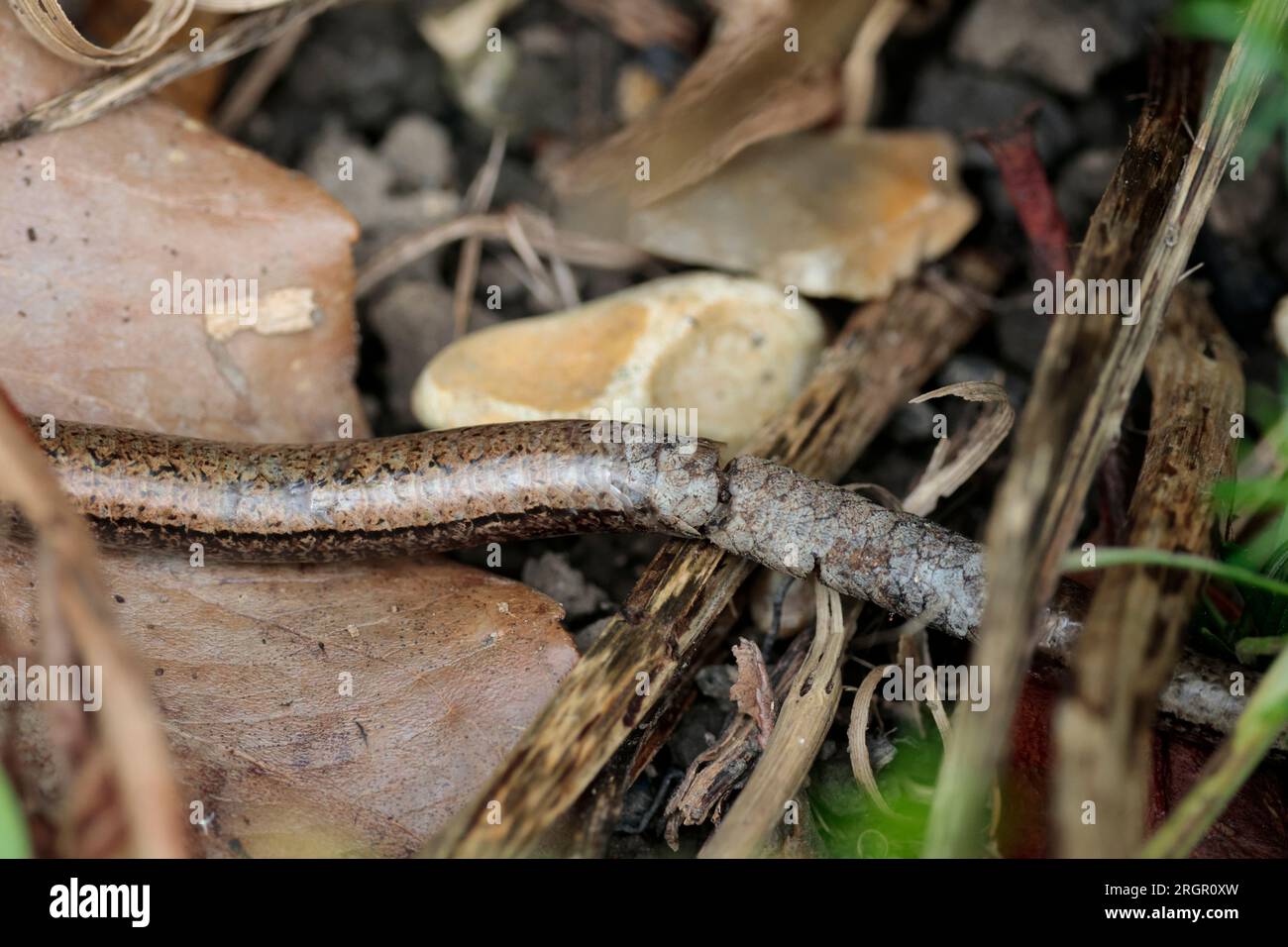 Slow worm Anguis fragilis, wounded tail often by cat's, shiny golden ...