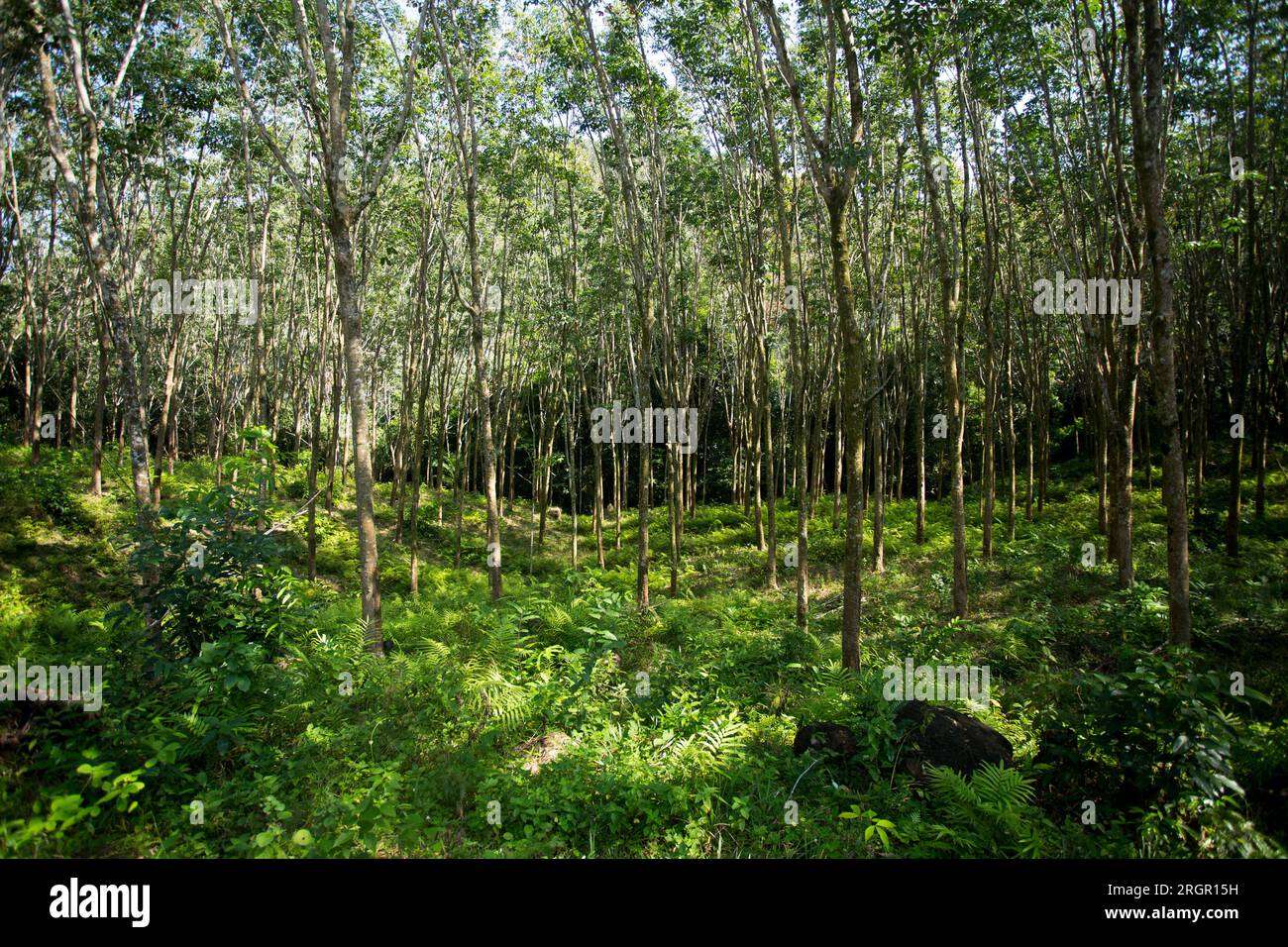 Tree forest in Ko Yao island in southern Thailand Stock Photo - Alamy